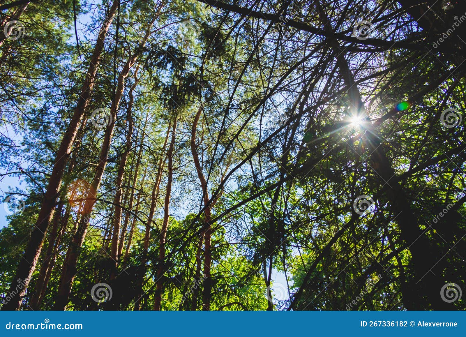 Glimpses of Sun through Dense Forest. Pine Forest in Sun S Rays Stock ...