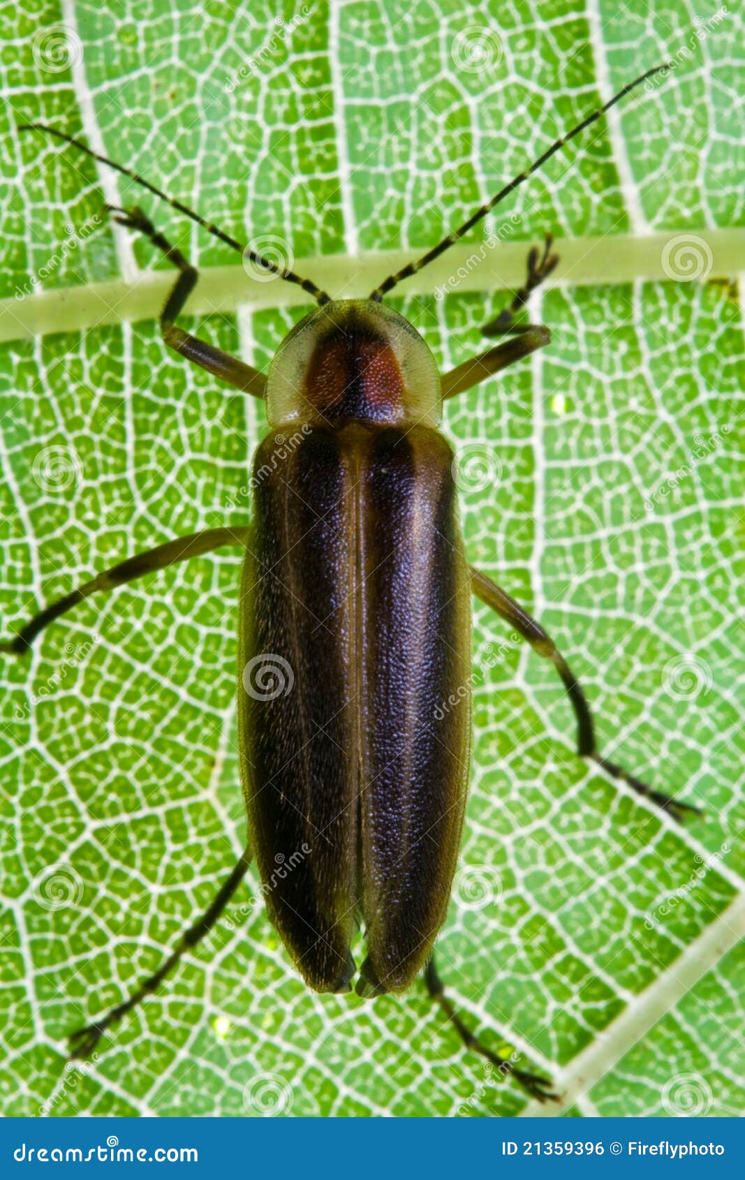 Glimworm - Het Insect Van De Bliksem Op Blad Stock Foto - Image of ...