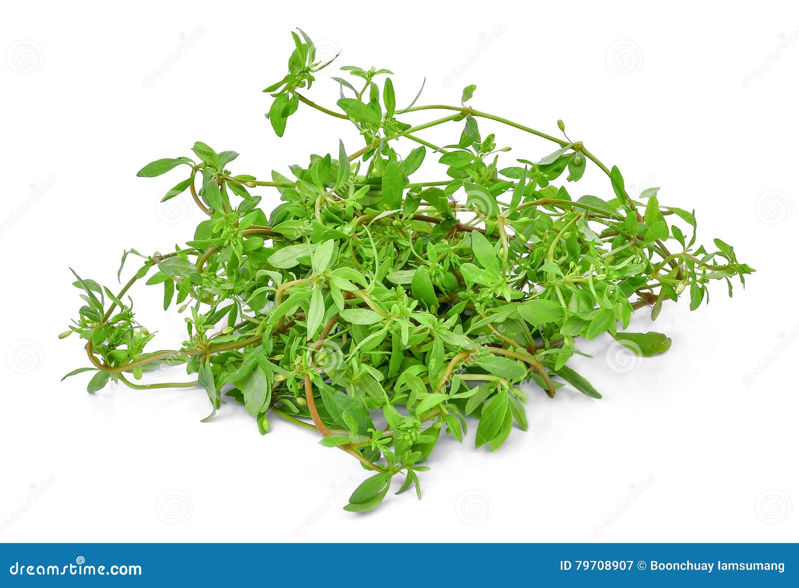 Glinus Oppositifolius (L.) Isolated on White Stock Image - Image of ...