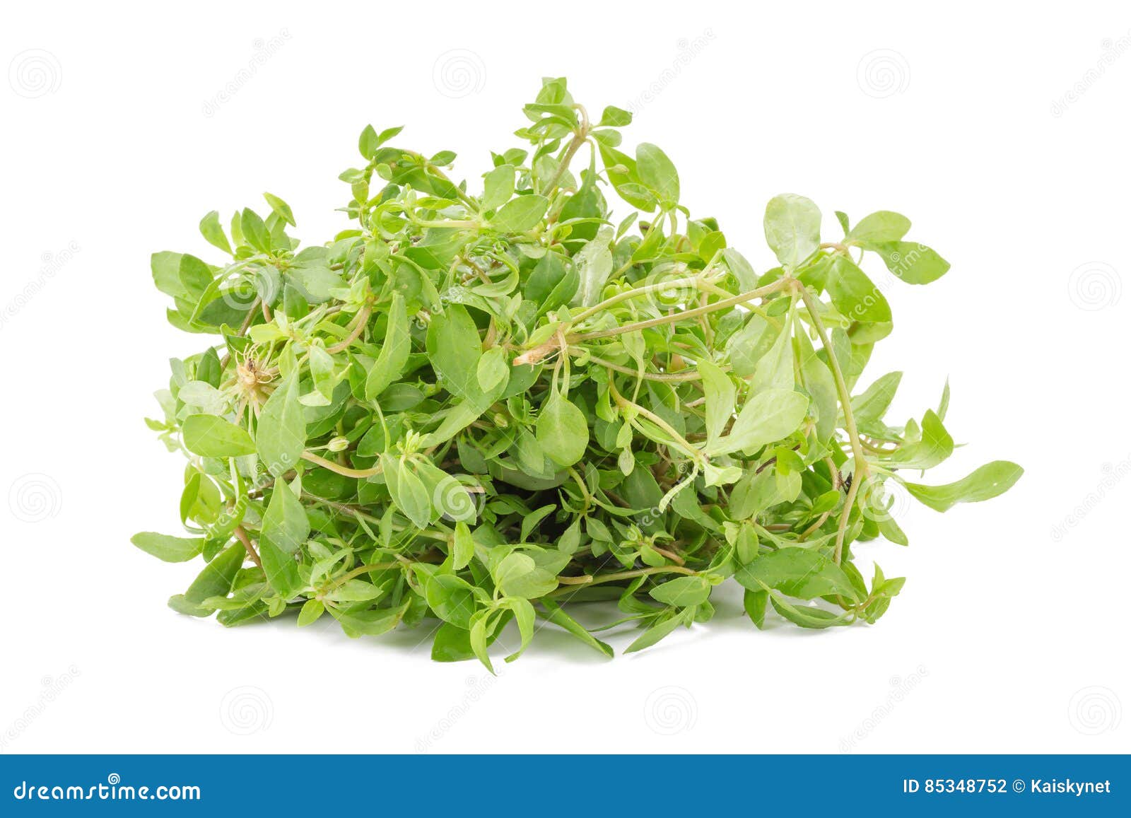 Glinus Oppositifolius & X28;L.& X29; Isolated on White Background ...