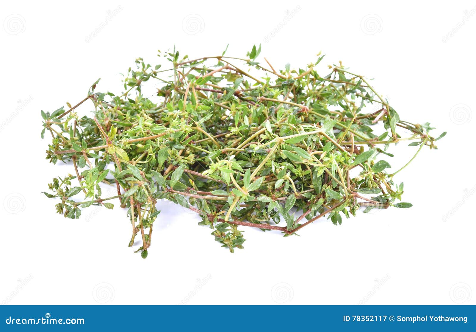 Glinus Oppositifolius (L.) on White Background Stock Image - Image of ...