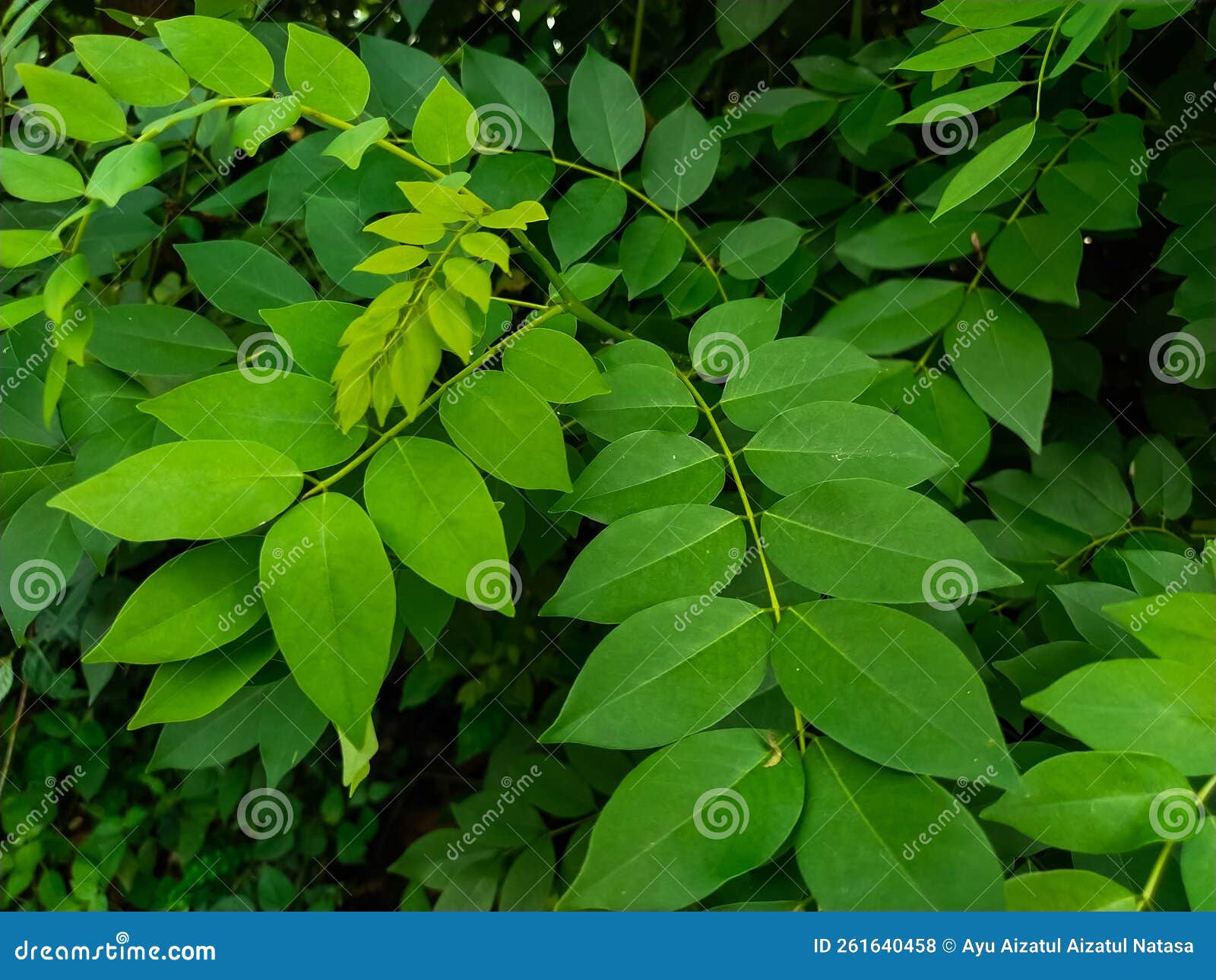 Gliricidia Sepium Green Leaves Stock Photo - Image of woodland, plant ...