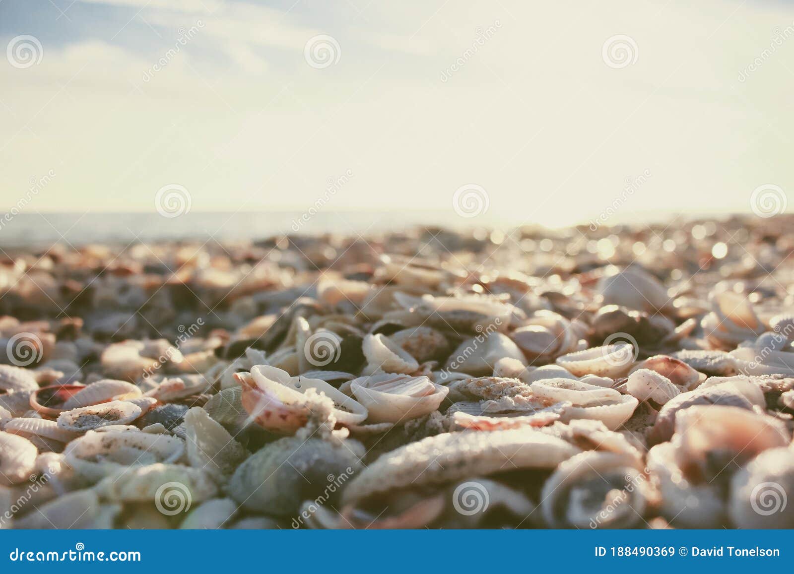 Glistening shells stock image. Image of mollusk, exotic - 188490369