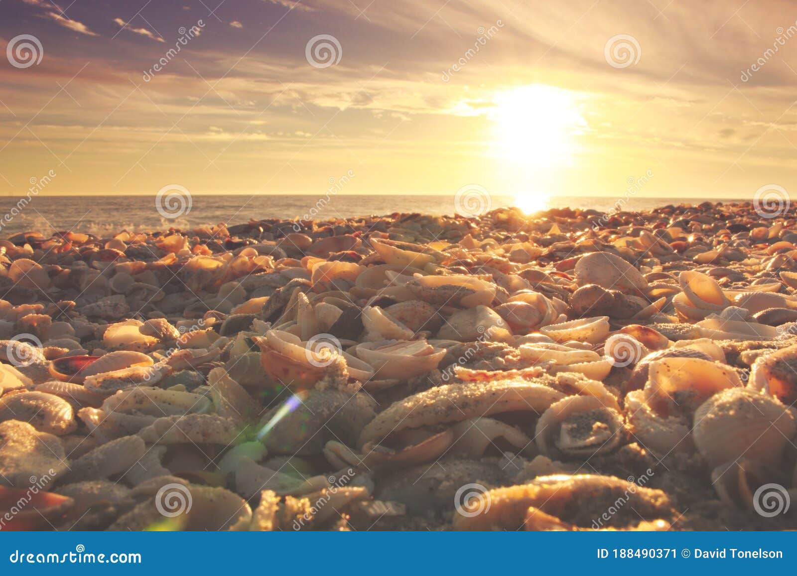 Glistening shells stock image. Image of floor, product - 188490371