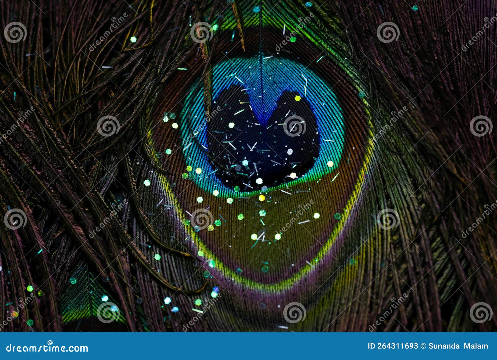 Closeup of Peacock Feather. Stock Image - Image of light, pretty: 264311693