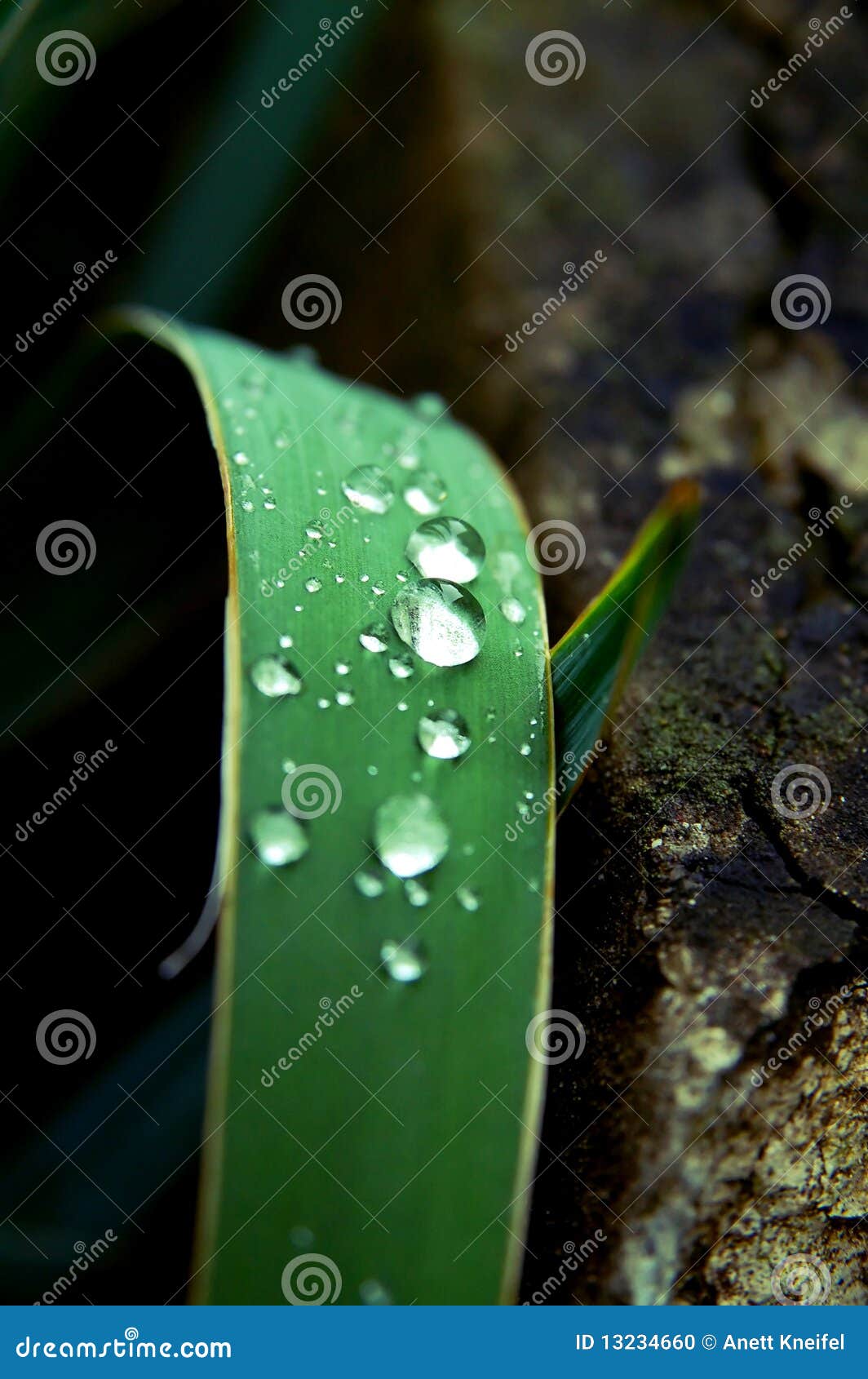 Glittering drops stock photo. Image of water, dewdrops - 13234660