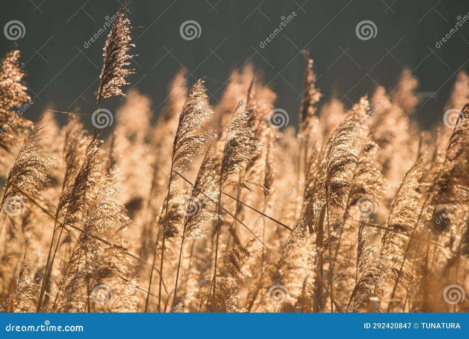 Glittering Dry Reed in the Autumnal Sunlight Stock Image - Image of ...