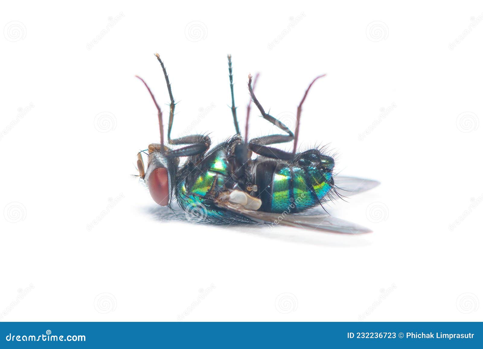 Glittering Green Bottle Fly Isolated on White Background Stock Image ...