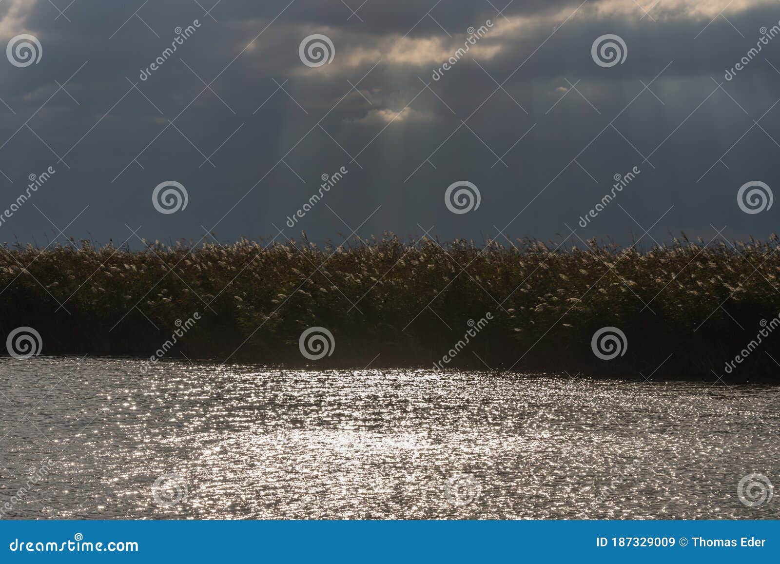 Glittering Water with Reed at a Sea Stock Image - Image of point ...