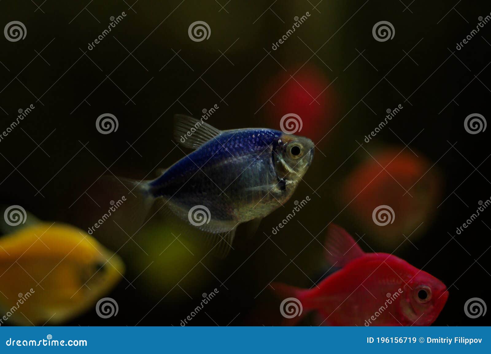 Glo fish in aquarium stock image. Image of tropical - 196156719