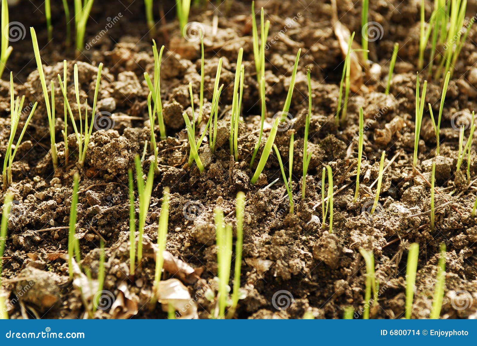 Glob stock photo. Image of food, closeup, macro, seed - 6800714