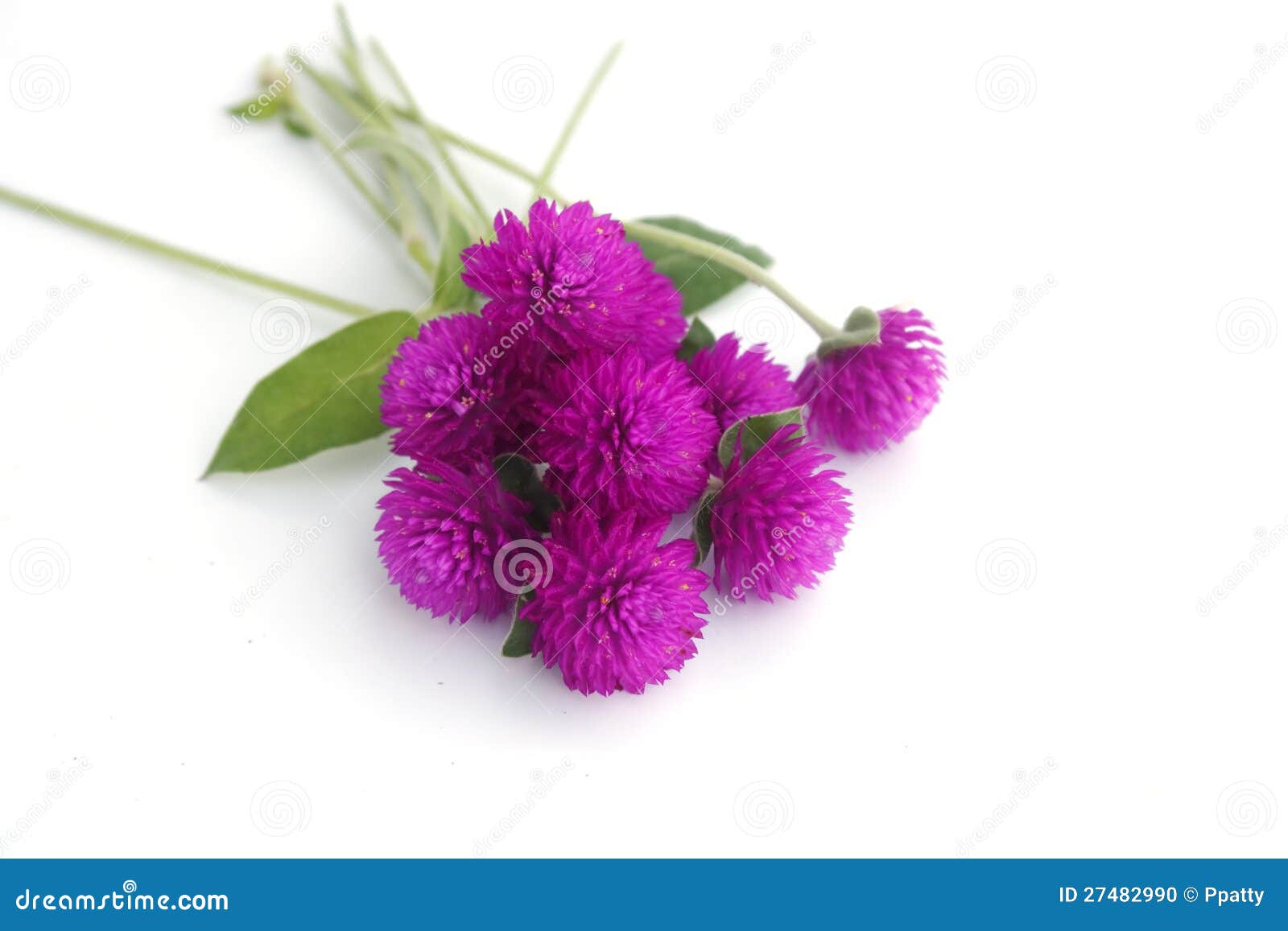 152 Amaranth Wall Background Stock Photos - Free & Royalty-Free Stock ...