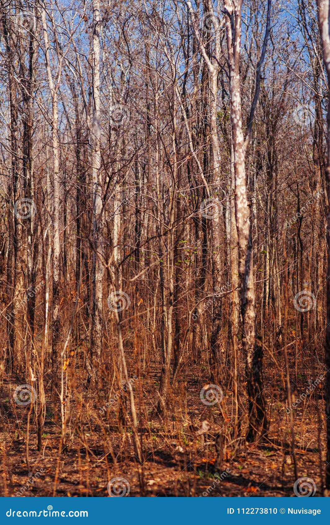 Global Warming Concept, Dead Tree in Dry Forest Stock Photo - Image of ...