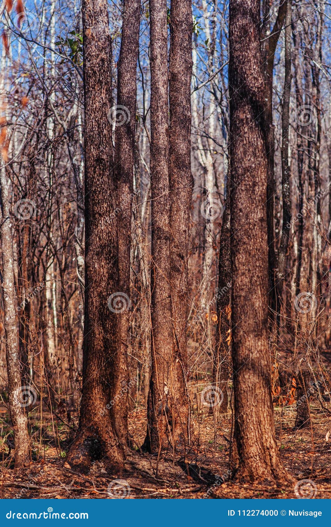 Global Warming Concept, Dead Tree in Dry Forest Stock Photo - Image of ...
