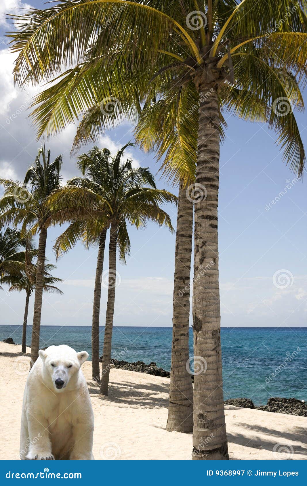 Caribbean Bear Photos - Free & Royalty-Free Stock Photos from Dreamstime