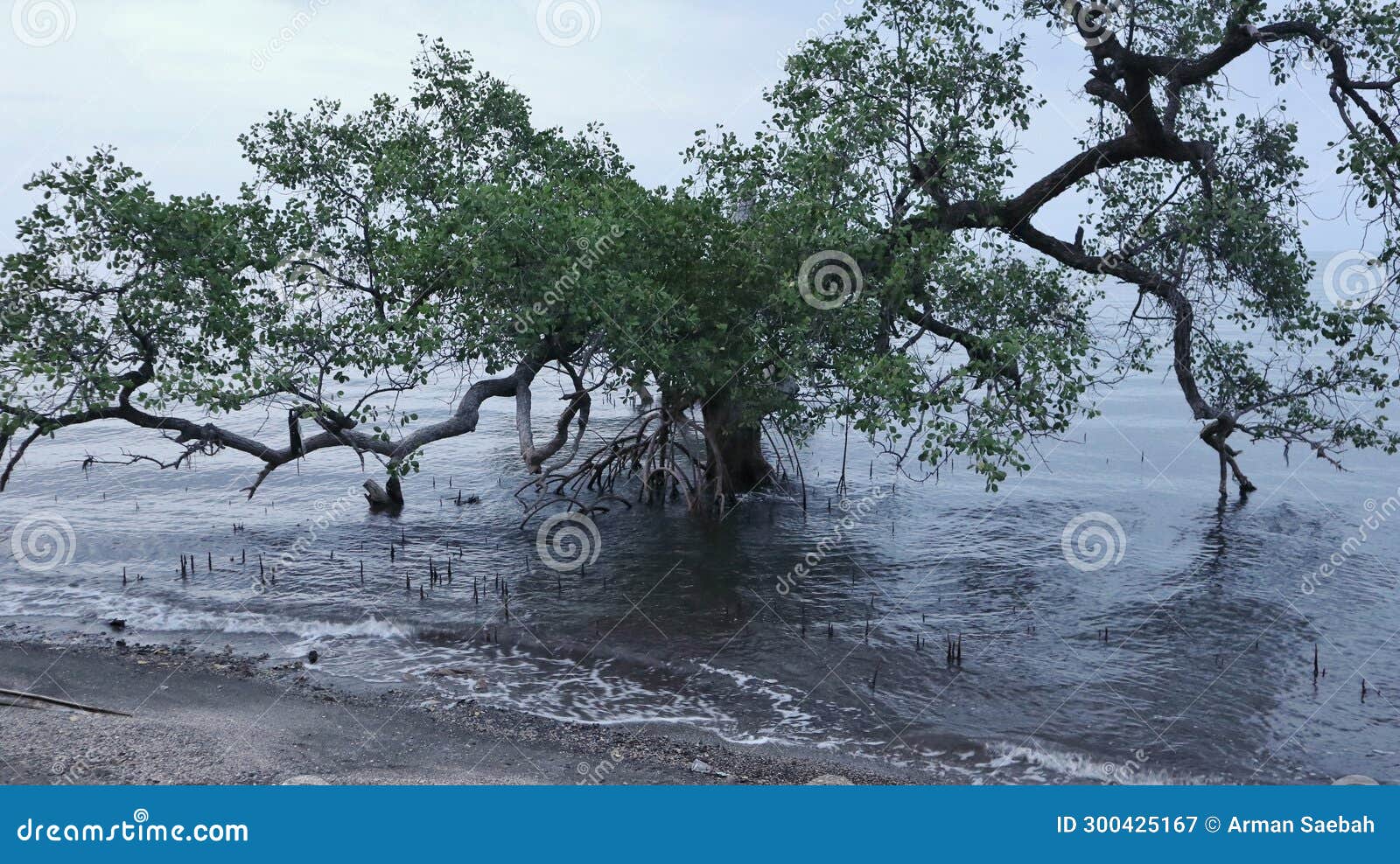 Global Warming, Dry Trees. Forest Fires. the Branches of the Trees Dry ...