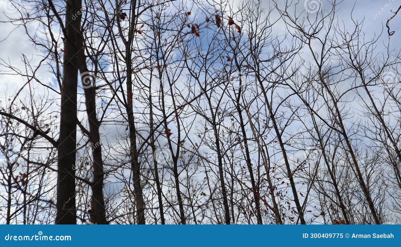 Global Warming, Dry Trees. Forest Fires. the Branches of the Trees Dry ...