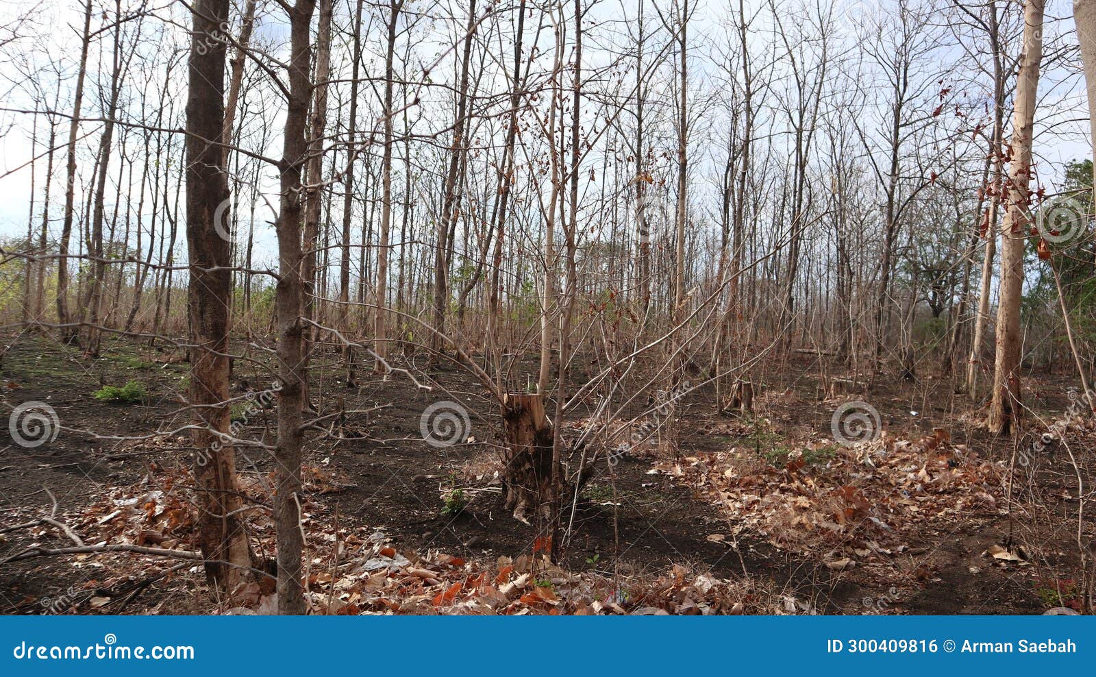 Global Warming, Dry Trees. Forest Fires. the Branches of the Trees Dry ...
