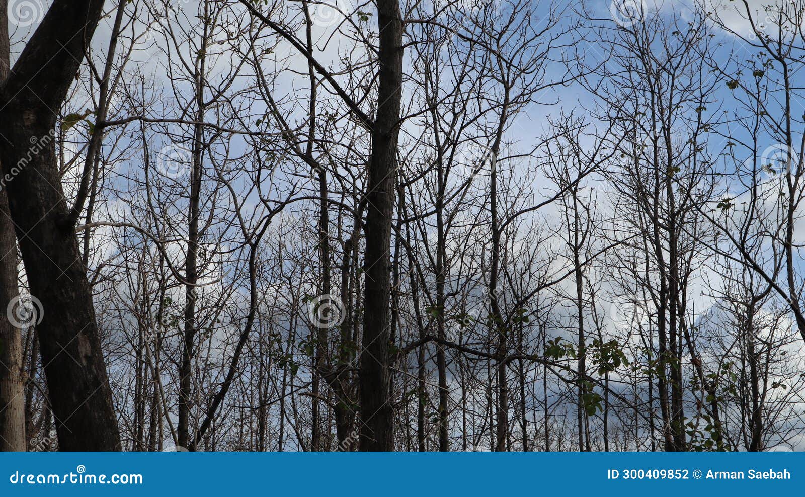 Global Warming, Dry Trees. Forest Fires. the Branches of the Trees Dry ...