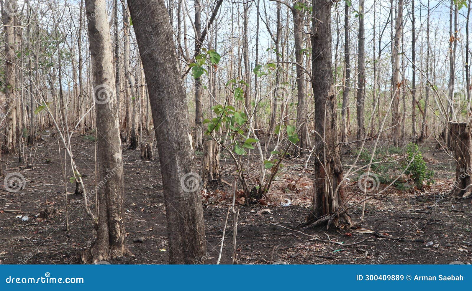 Global Warming, Dry Trees. Forest Fires. the Branches of the Trees Dry ...