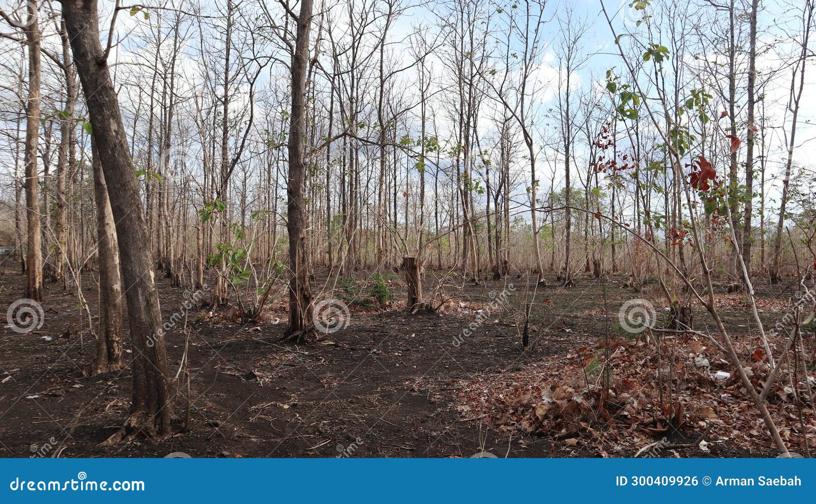 Global Warming, Dry Trees. Forest Fires. the Branches of the Trees Dry ...