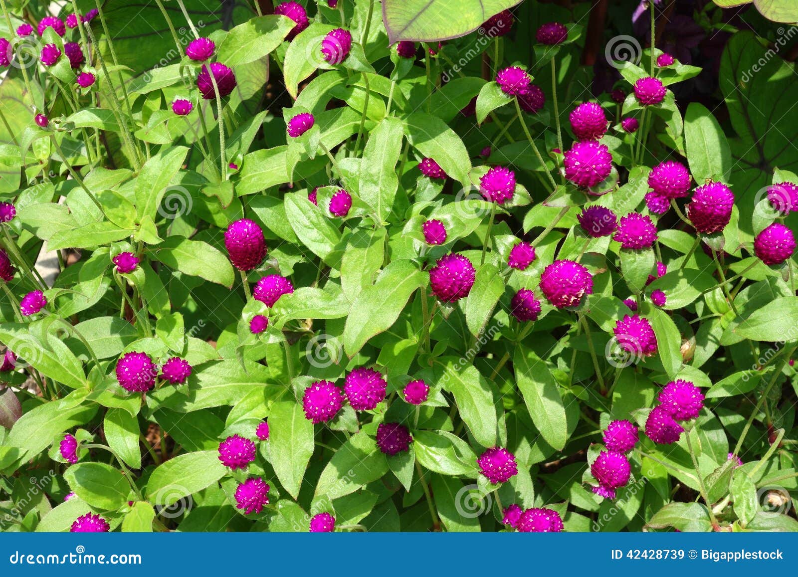 Globe Amaranth Flower And Windmill And Blue Sky Background Royalty-Free ...
