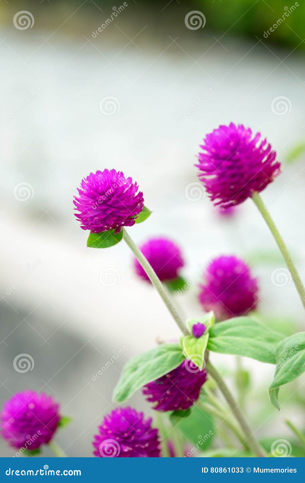 Globe Amaranth,Bachelor Button, Close Up Purple Violet Flower Stock ...