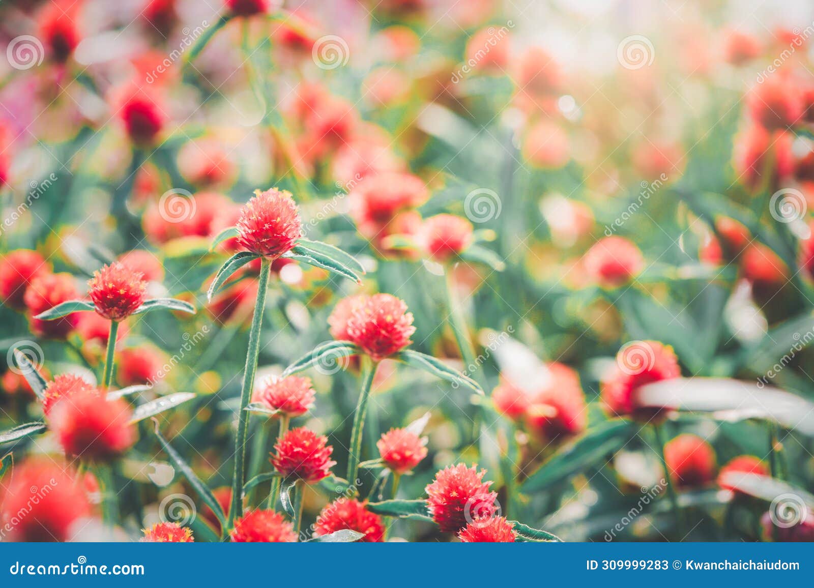 Globe Amaranth or Bachelor Button Flower Blooming in Garden, Flower ...