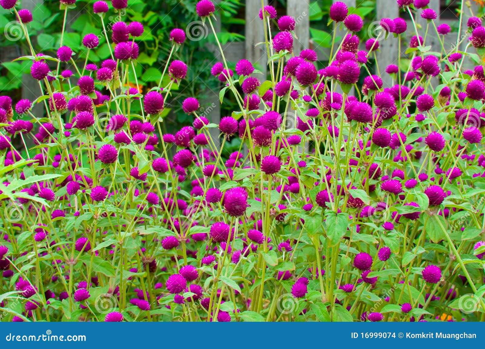 Globe Amaranth Flower And Windmill And Blue Sky Background Royalty-Free ...