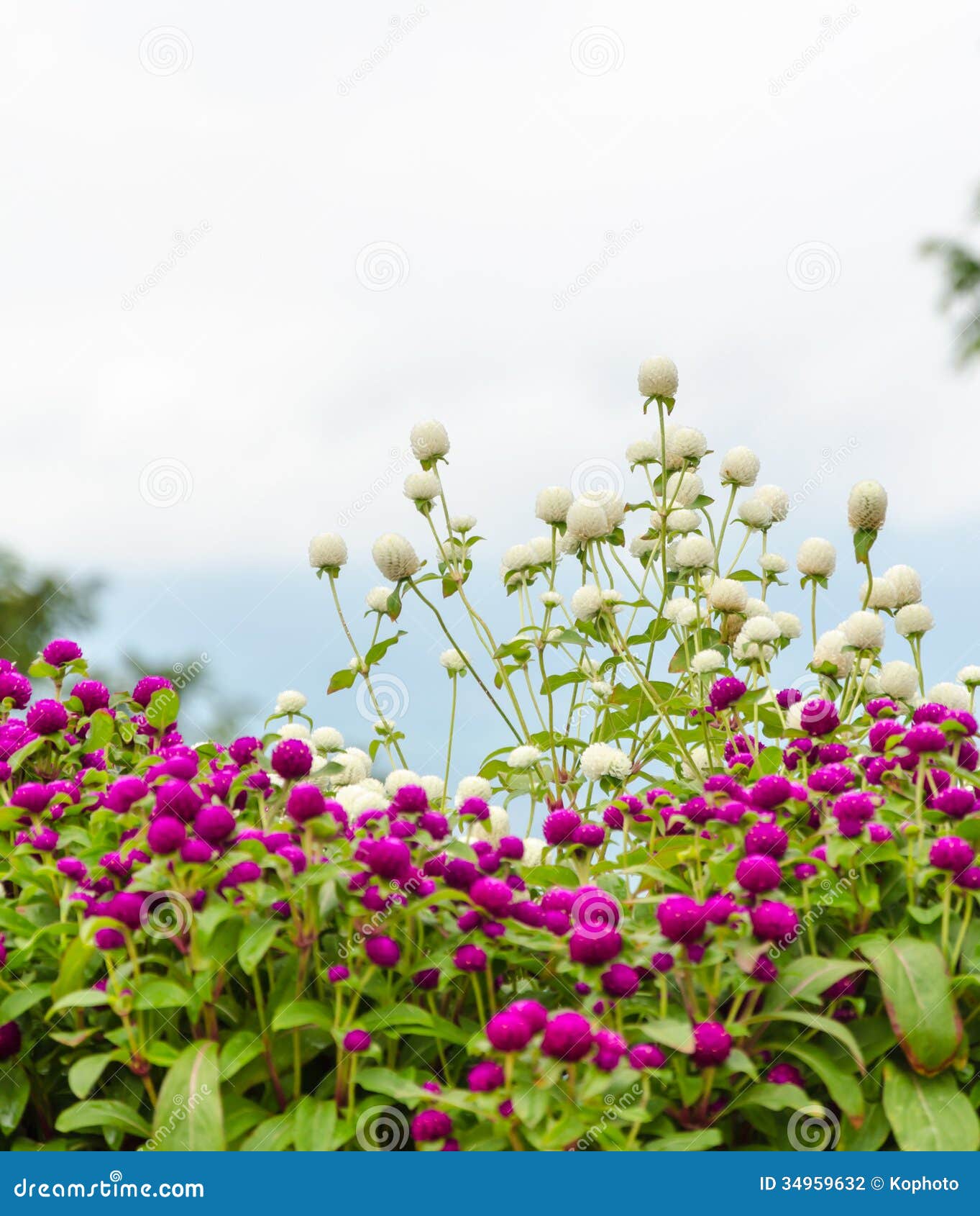 Globe amaranth flower stock photo. Image of flower, globosa - 34959632