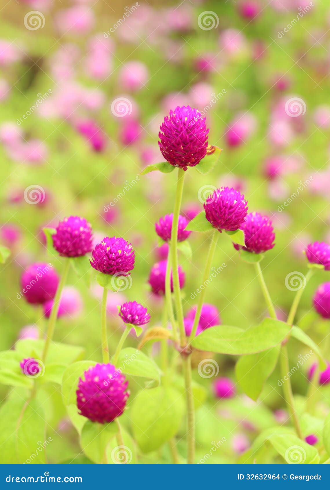 Globe Amaranth or Gomphrena Globosa Flower Stock Photo - Image of field ...