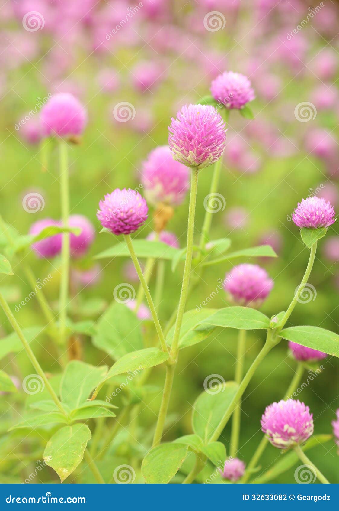 Globe Amaranth or Gomphrena Globosa Flower Stock Photo - Image of ...