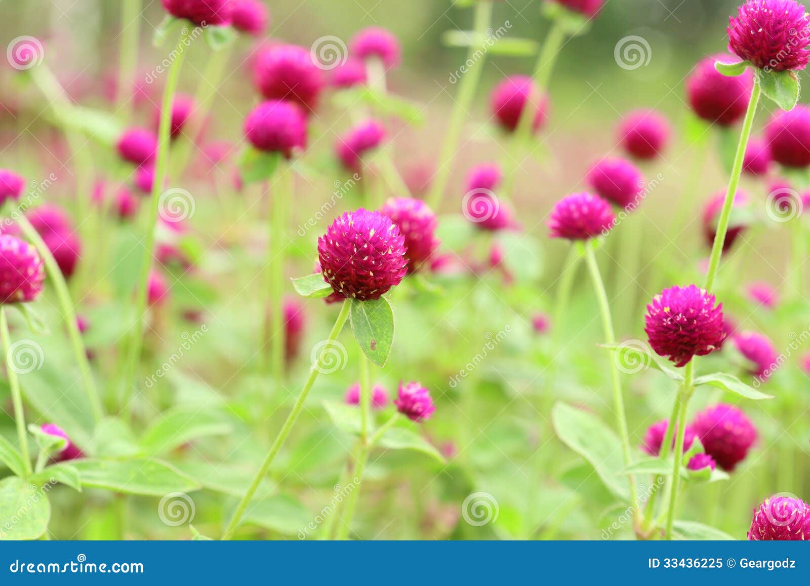 Globe Amaranth or Gomphrena Globosa Flower Stock Image - Image of ...