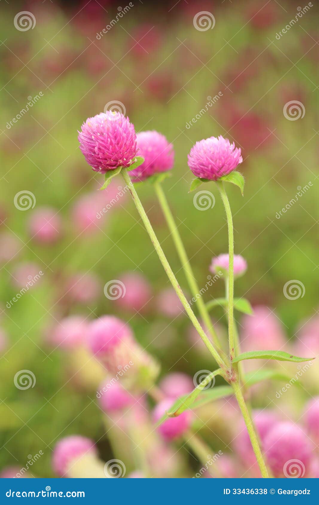 Globe Amaranth or Gomphrena Globosa Flower Stock Photo - Image of asian ...