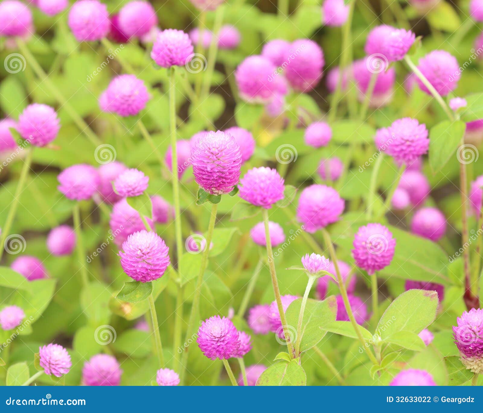 Globe Amaranth or Gomphrena Globosa Flower Stock Photo - Image of ...