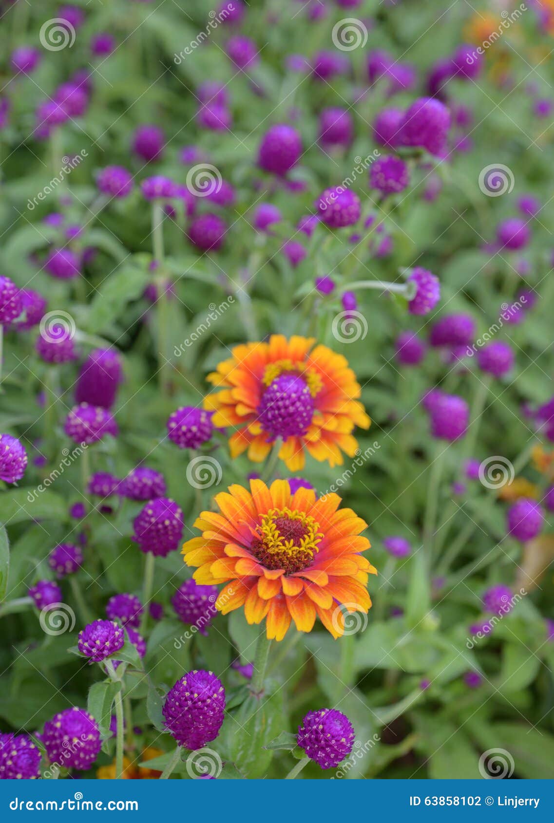 Globe Amaranth(Gomphrena Globosa) Flower Stock Photo - Image of flower ...