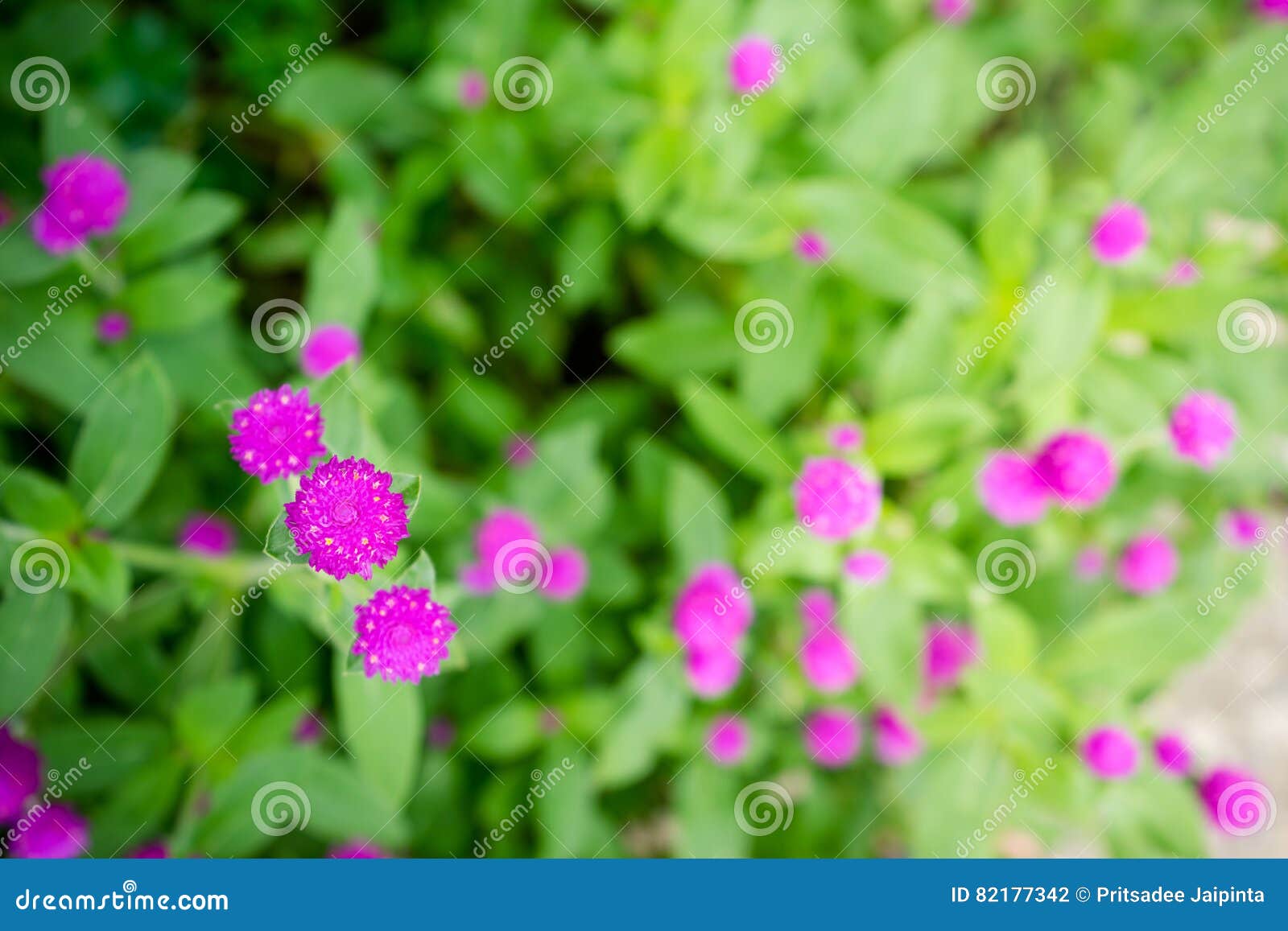 Globe Amaranth or Gomphrena Globosa Flower Stock Photo - Image of group ...