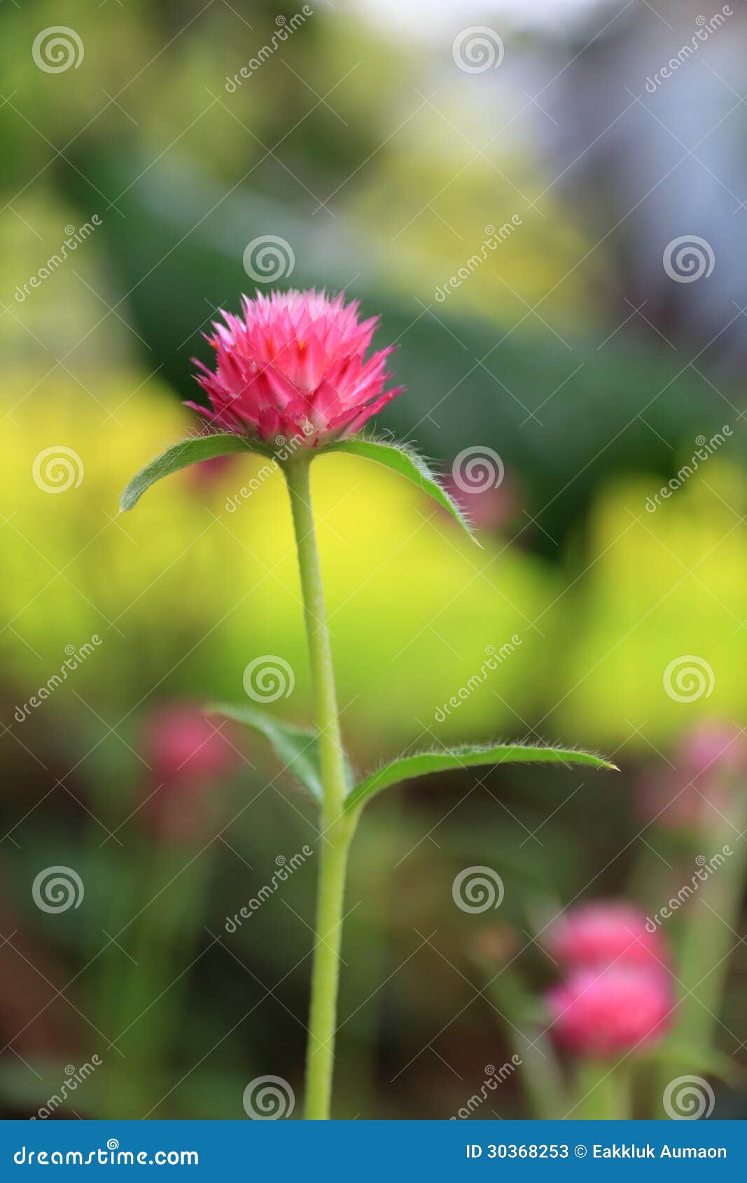 Globe Amaranth or Gomphrena Globosa Flowers. Stock Image - Image of ...