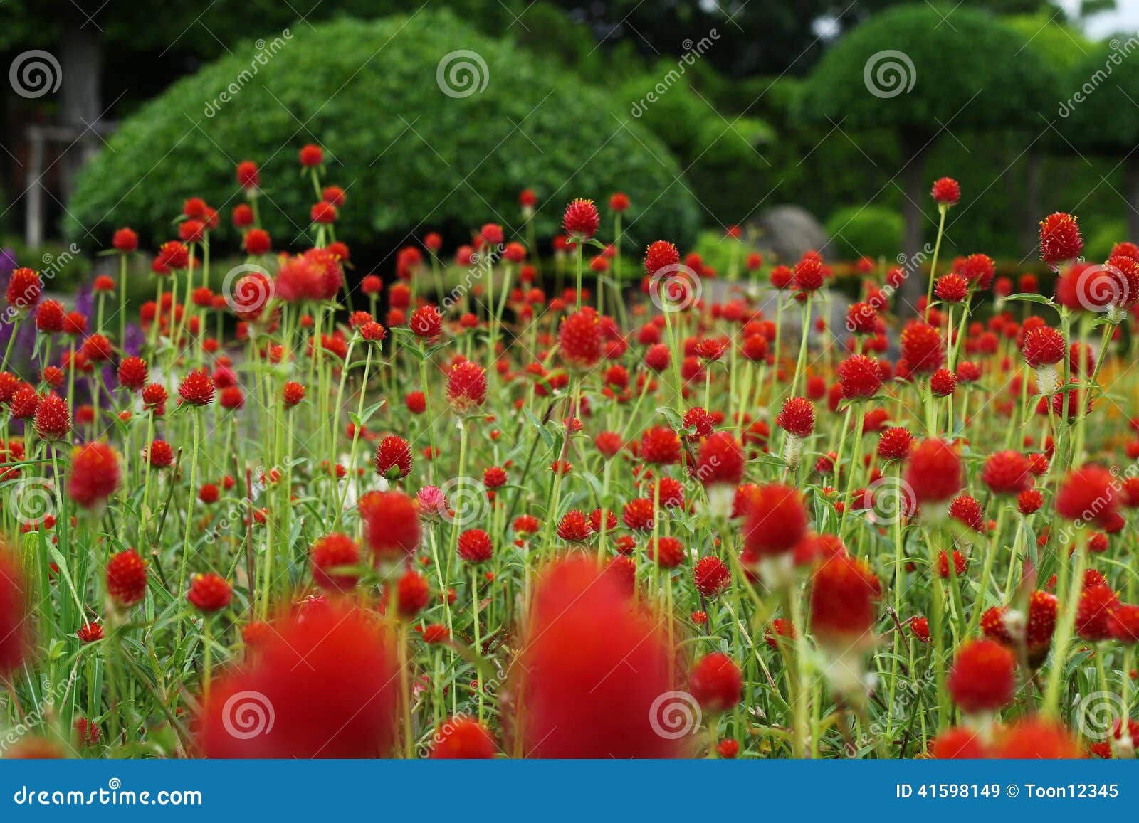 Globe Amaranth Flower And Windmill And Blue Sky Background Royalty-Free ...