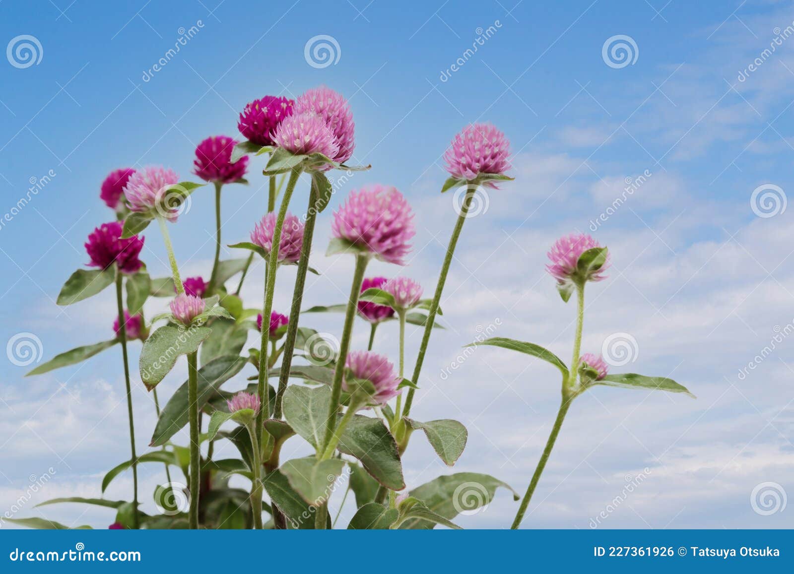 Globe Amaranth Pictured Outdoors in a Blue Sky Background Stock Photo ...
