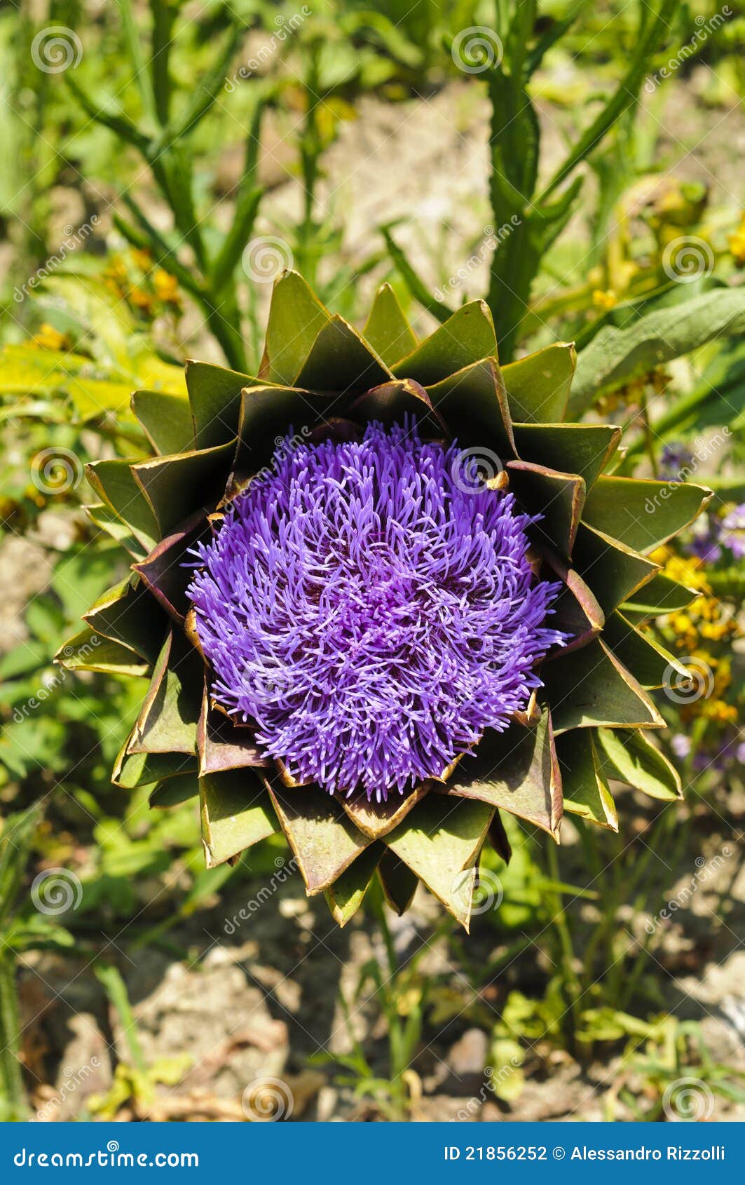 Globe Artichoke (Cynara Cardunculus) Blooming Stock Photo - Image of ...