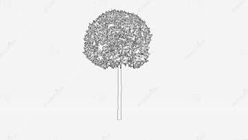 Globe Cherry Tree Line Drawing. Stock Illustration - Illustration of ...