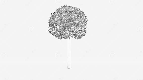 Globe Cherry Tree Line Drawing. Stock Illustration - Illustration of ...