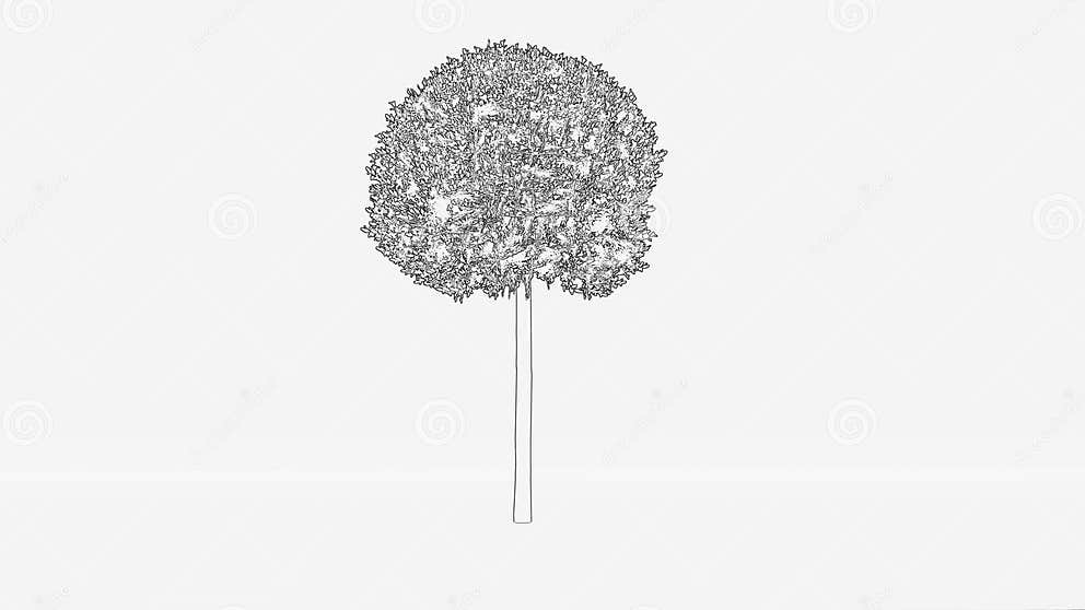 Globe Cherry Tree Line Drawing. Stock Illustration - Illustration of ...