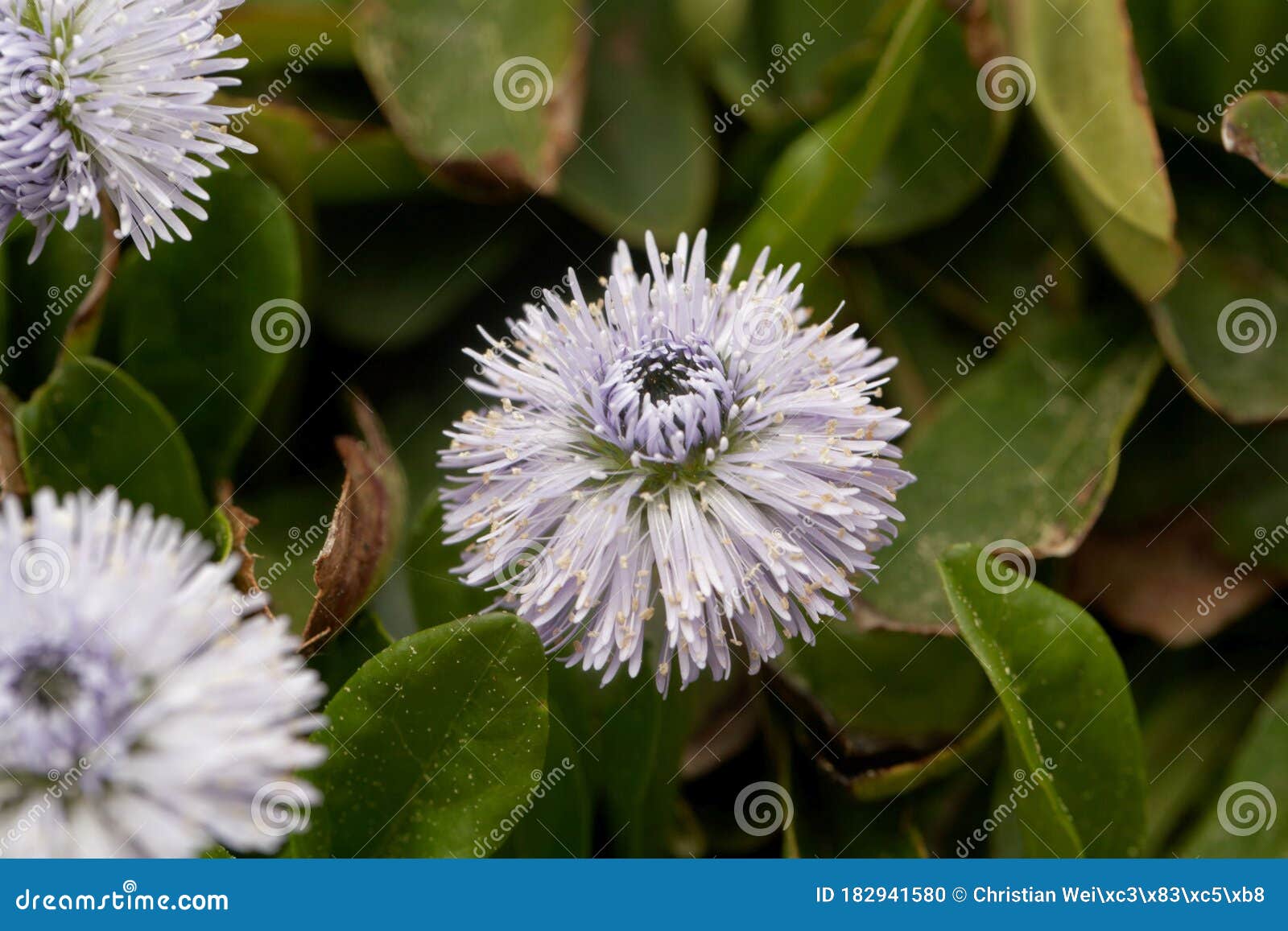 The Globe Daisy, Globularia Nudicaulis Stock Photo - Image of closeup ...