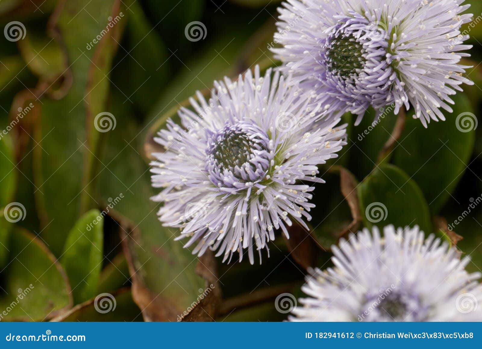 The Globe Daisy, Globularia Nudicaulis Stock Photo - Image of macro ...