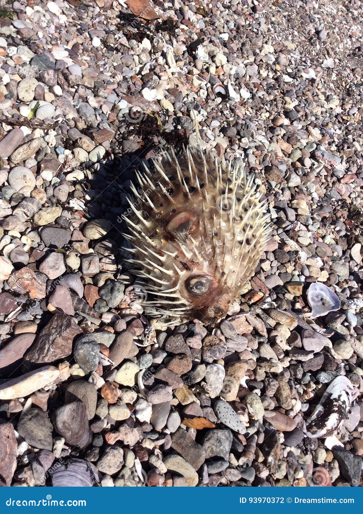 Globe Fish between Rocks and Shells Stock Photo - Image of ocean, playa ...