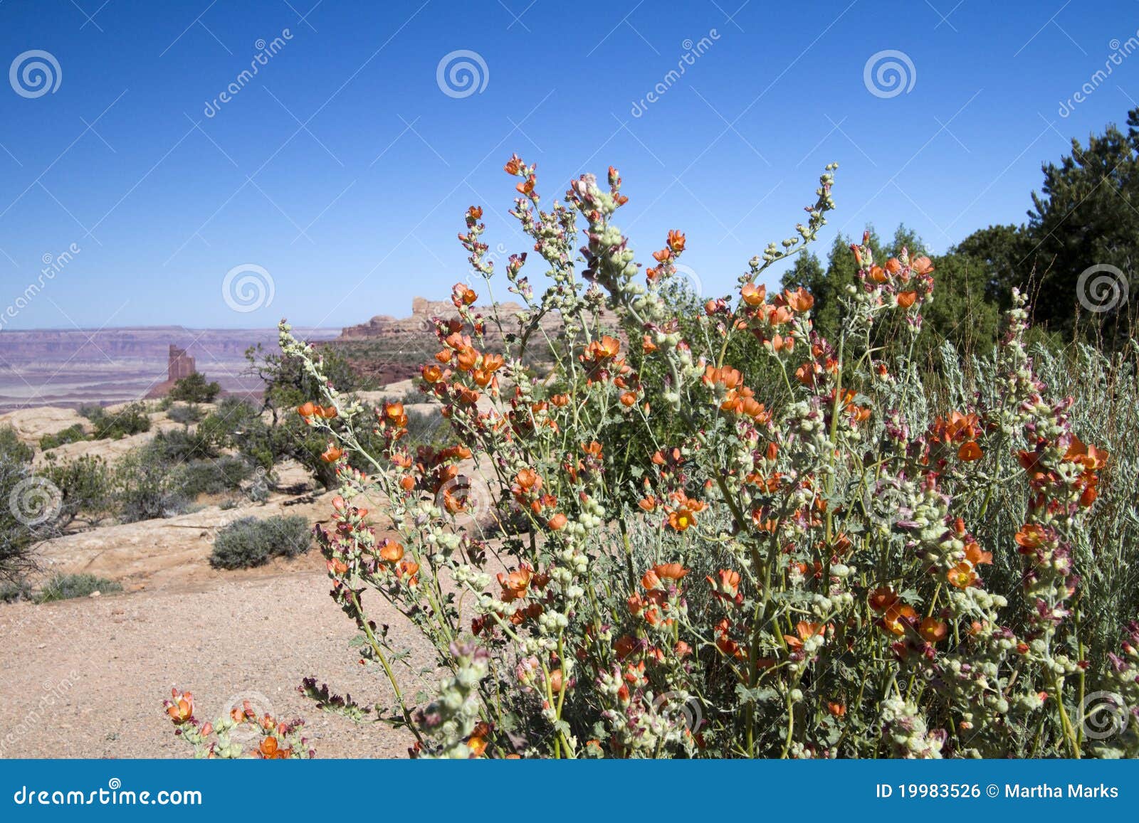Globe Mallow, Malvaceae stock photo. Image of breathtaking - 19983526