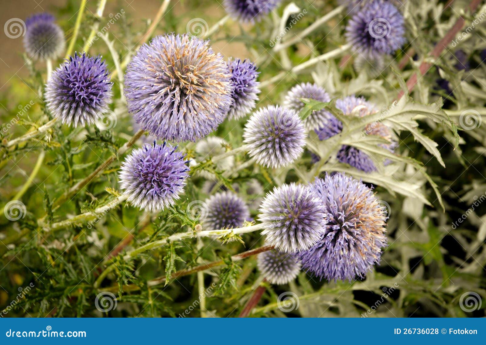 Globe thistle stock photo. Image of echinops, garden - 26736028