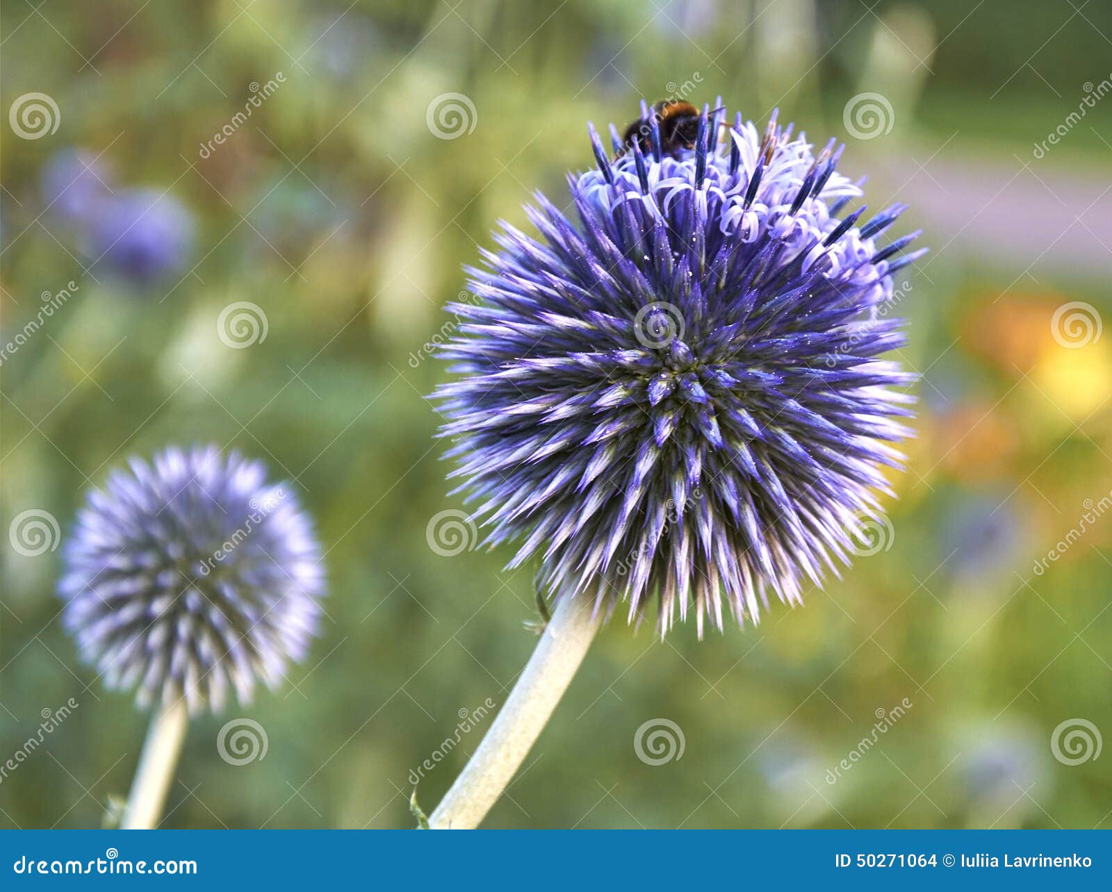 Echinops Ritro Is A Tall Bushy Perennial Whitethorn Grows To A Height ...